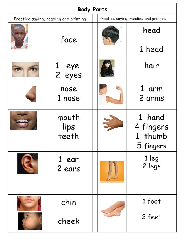 Body parts | English 4 Me 2